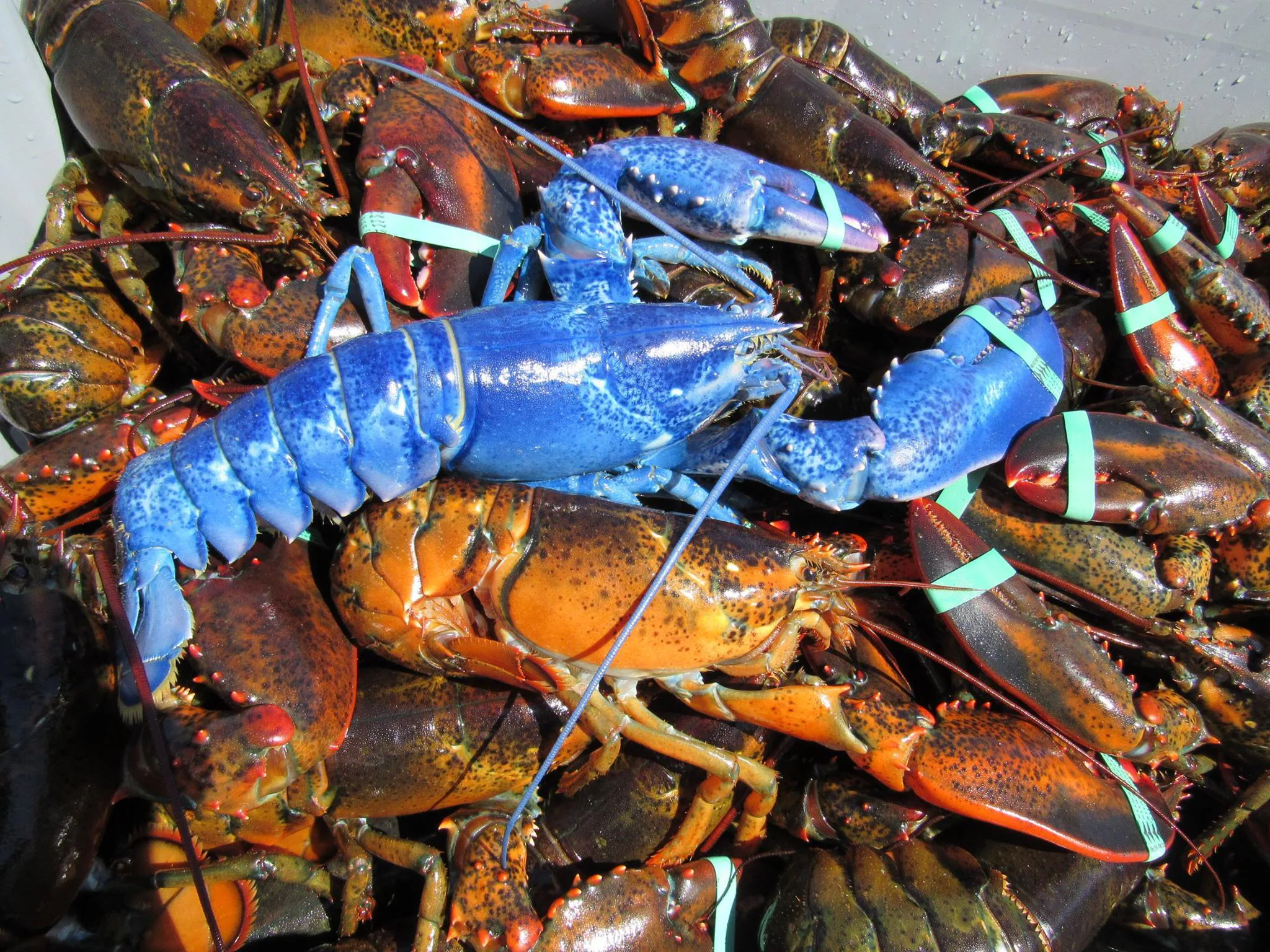 Rare Blue Lobster Caught off Cape Cod Looks Like Pokemon