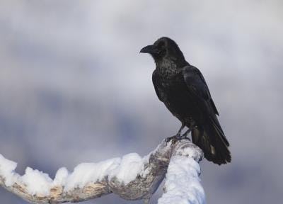 Two Known Raven Species Collapse Into One in 'Speciation Reversal'