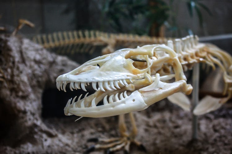 The Tyrannosaurus Rex Had Lips and It Probably Didn't Roar The Tyrannosaurus Rex Had Lips and It Probably Didn't Roar