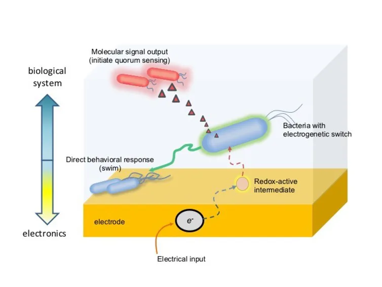 Switching Cells On and Off With Electricity to Detect Disease