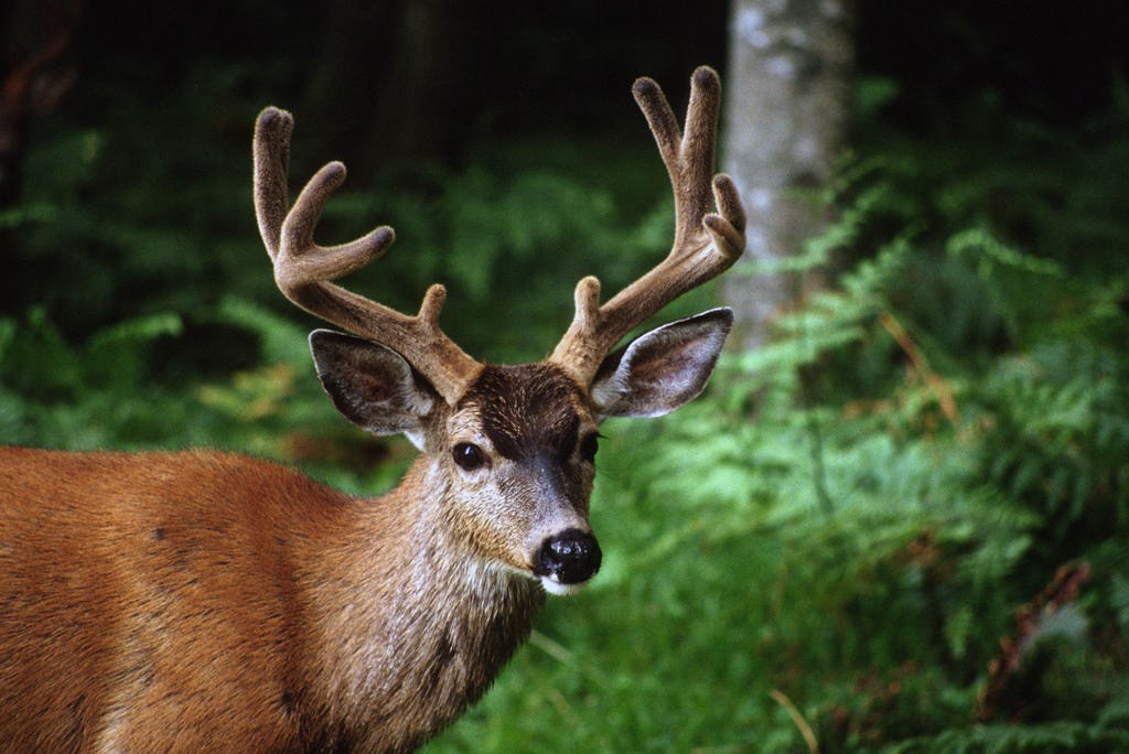 Zombie Deer Disease: Why Experts Say Chronic Wasting Can Spread to Humans
