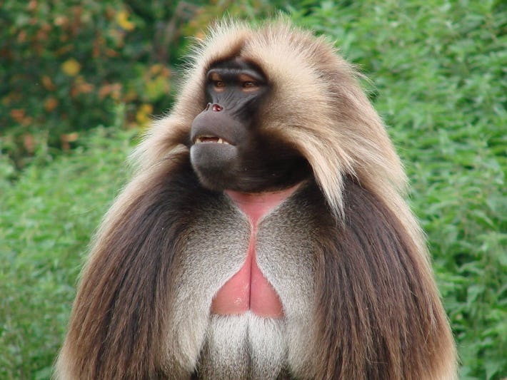Primates Face a Sexual Trade-Off: Looking Good or Having Large Testicles