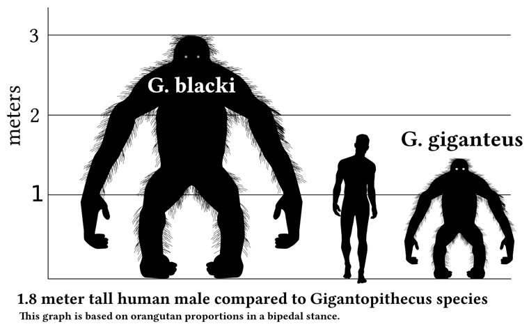 Ancient Ape Gigantopithecus Proves King Kong Can't Exist