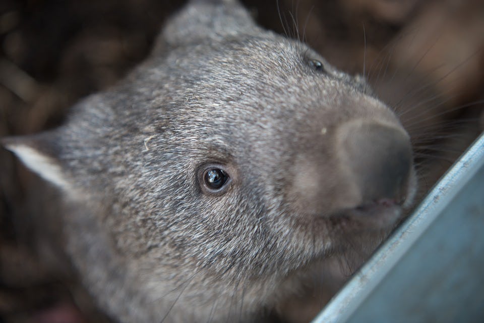 Why Do Wombats Poop Cubes? It Comes Down to Intestinal Fluid Mechanics