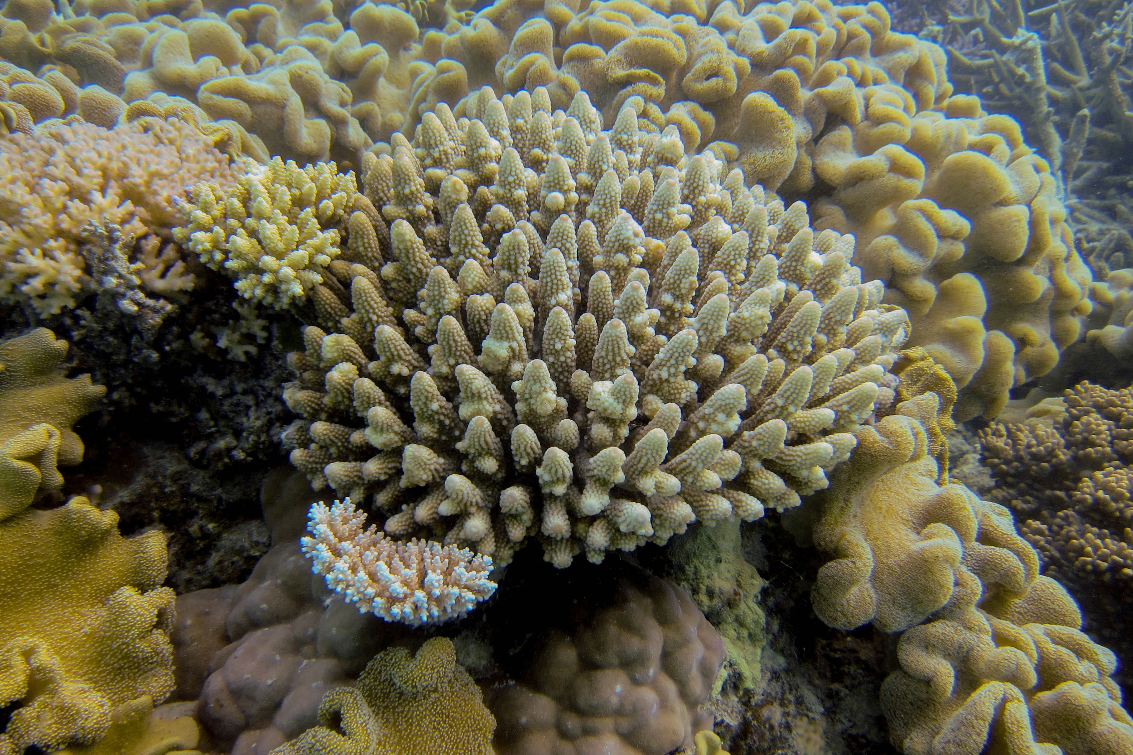 Dying Great Barrier Reef Forces Scientists to Genetically Engineer Coral