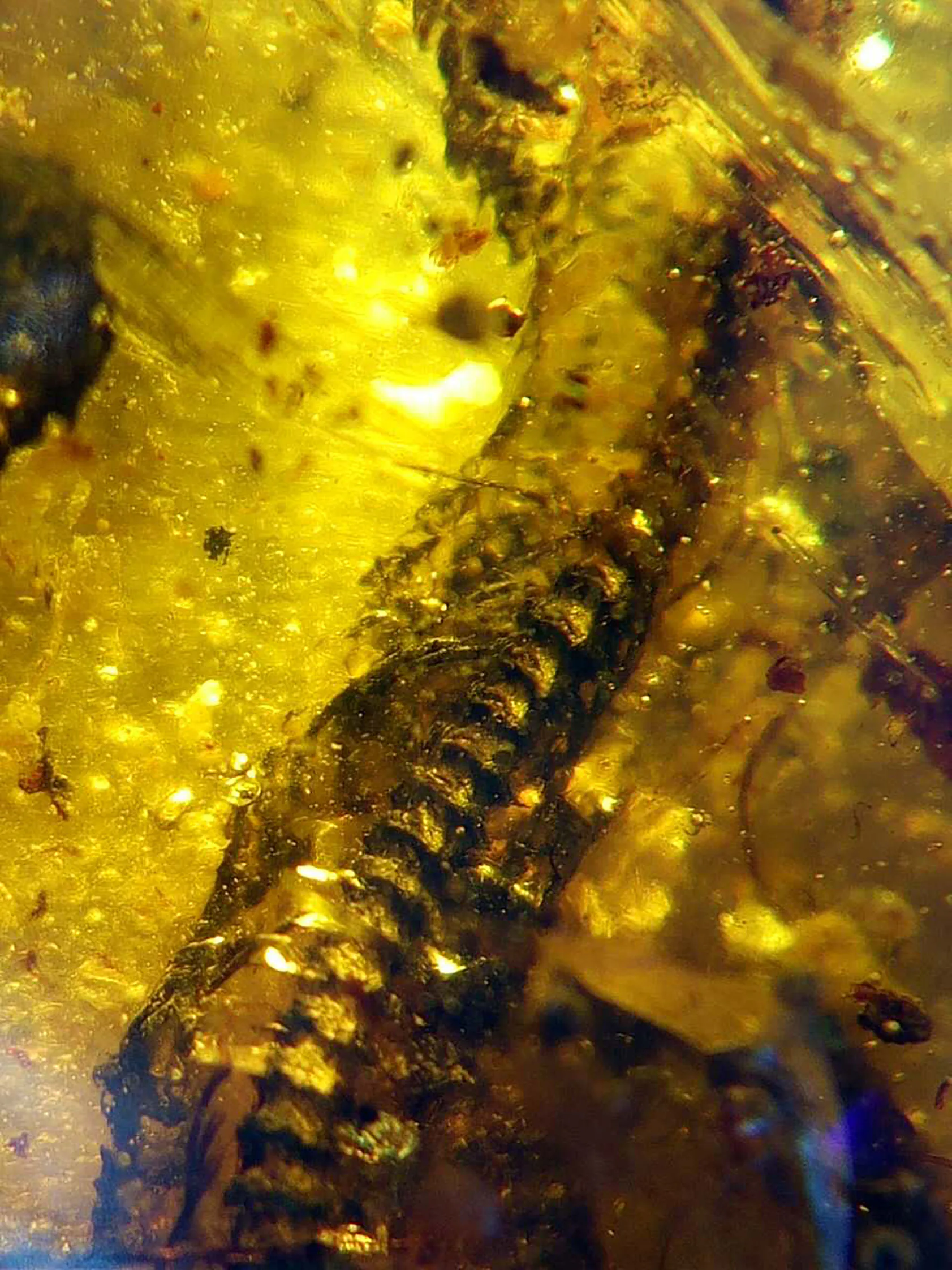 Oldest Ever Baby Snake Discovered Frozen Inside an Amber Coffin