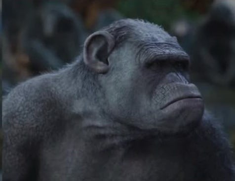 Chimp Expert: 'War for the Planet of the Apes' Nailed Poop-Throwing