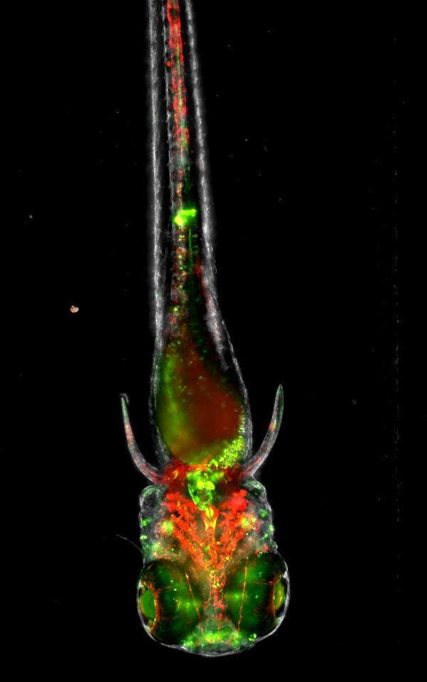 Mutant Glowing-Brained Zebrafish Might Help Explain How Our Brains Work