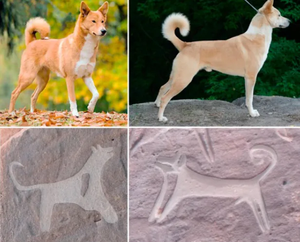 Oldest Images of Dogs Show Humans Used Leashes 8,000 Years Ago