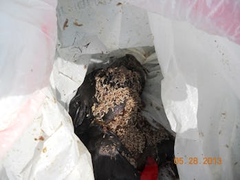 Forensic Scientists Use Pigs to See How Young People's Corpses Decompose