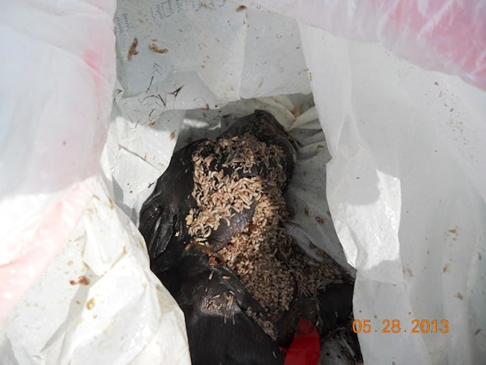 Forensic Scientists Use Pigs to See How Young People's Corpses Decompose