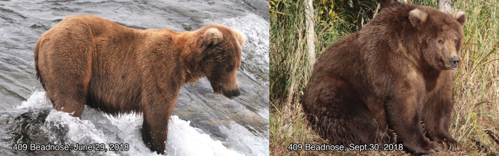 Who Won Fat Bear Week? Katmai National Park Rangers Announce a Winner