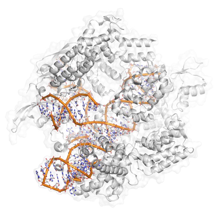 CRISPR Controversy Raises Questions About Gene Editing