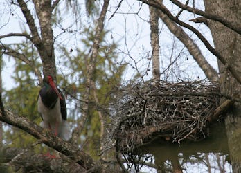 Black Storks: Lonely Bird Population Declines Because Mates Are Scarce