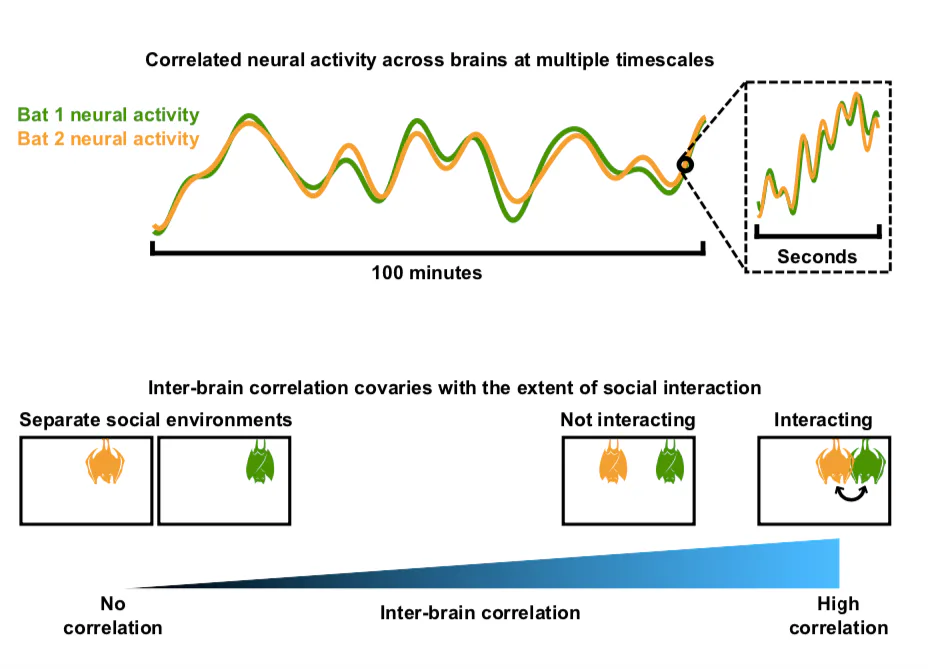 Fruit Bats' Brains Activity Is Literally in Sync During Social Activities
