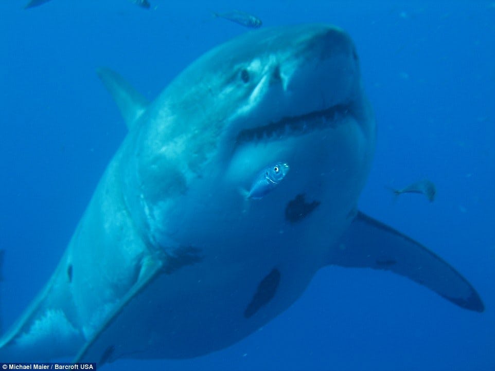 New Footage of Largest Shark Ever Filmed Released