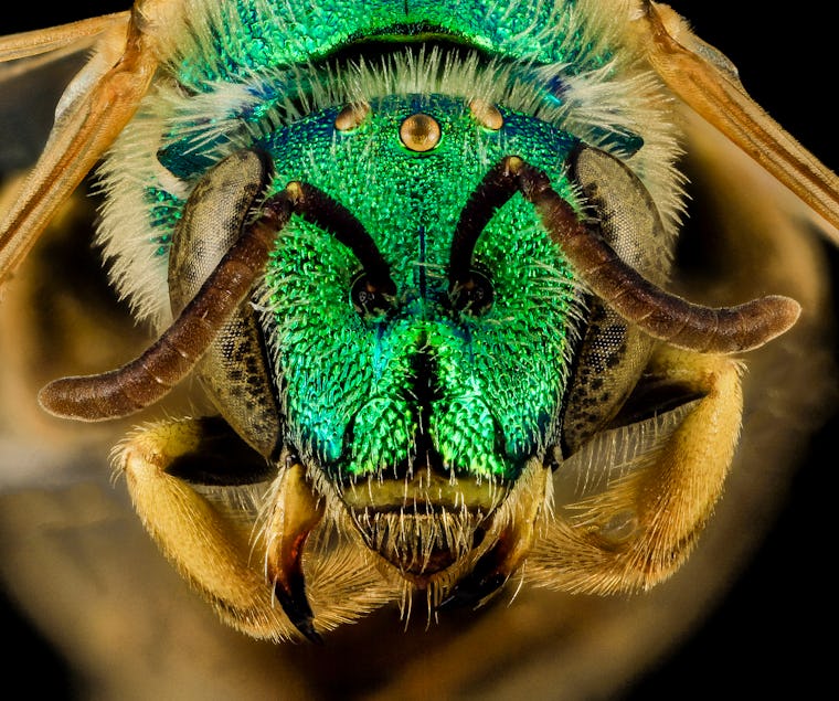 Here Are the Most Beautiful Macro Pictures of Bees You've Ever Seen