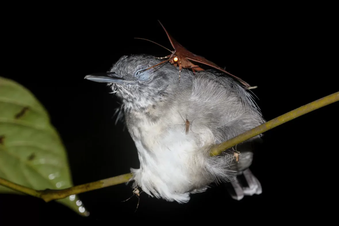 Moth Drinking Tears From Sleeping Bird's Eye Takes Moth Meme to a New Level