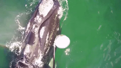 Scientists are Using ‘SnotBot’ Drones to Collect Whale Snot