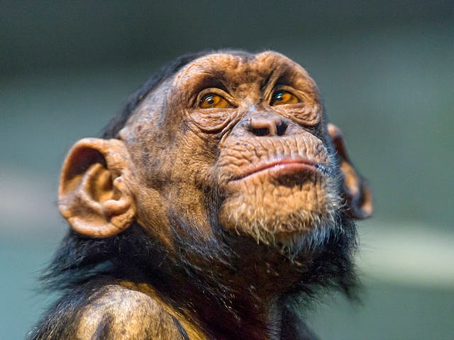 Great Ape DNA Is Providing New Clues About Human Evolution