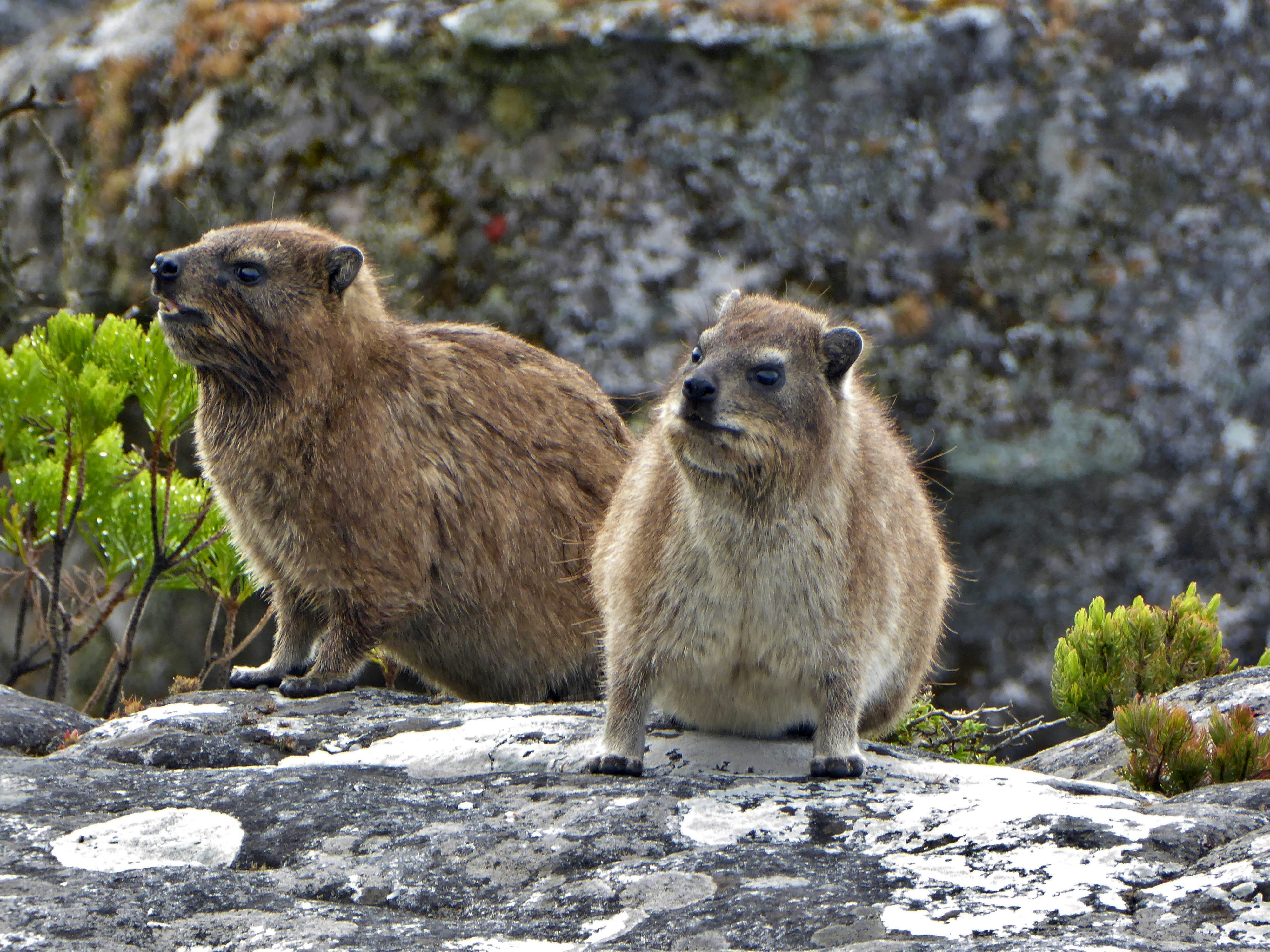 Elephant DNA Reveals the Evolutionary Reason (Most) Mammal Balls Drop