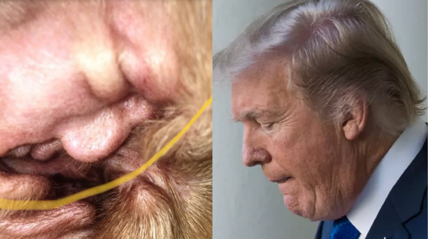 Why Does Our Brain Think This Dog's Ear Looks Like Donald Trump?