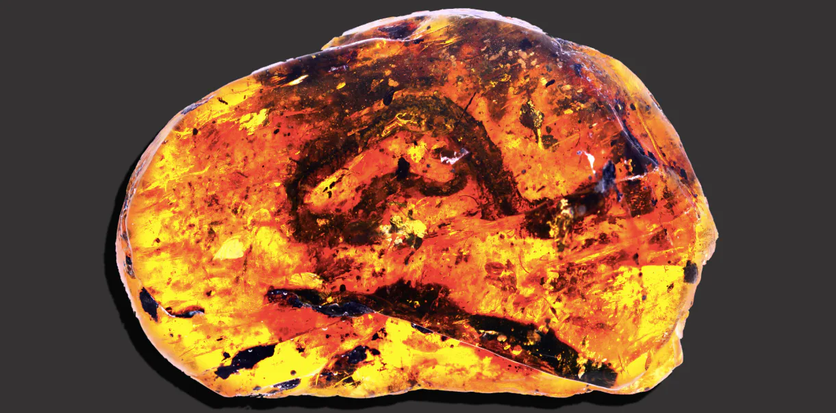 Oldest Ever Baby Snake Discovered Frozen Inside an Amber Coffin