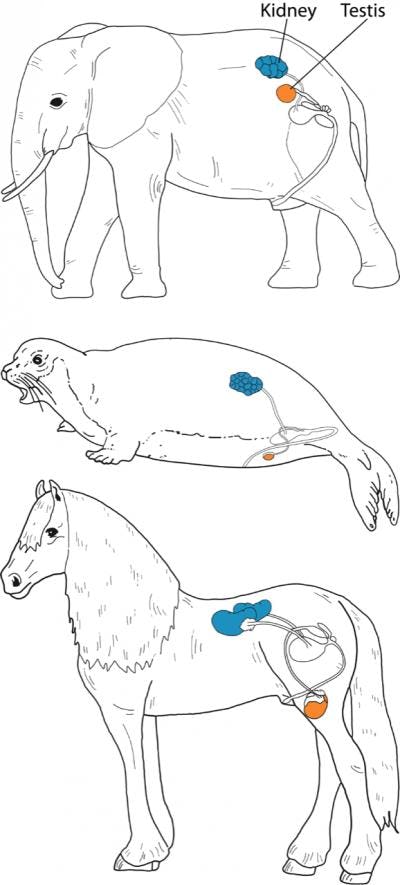 Elephant DNA Reveals the Evolutionary Reason (Most) Mammal Balls Drop
