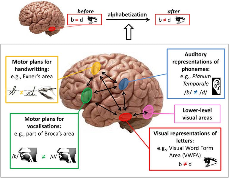 Brain scans reveal exactly why learning to read is good for the brain