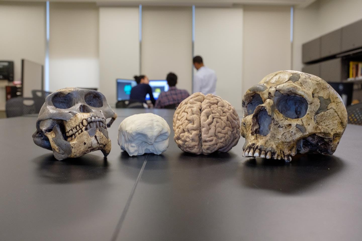 Human Brain Size Grew 200 Percent in 3 Million Years