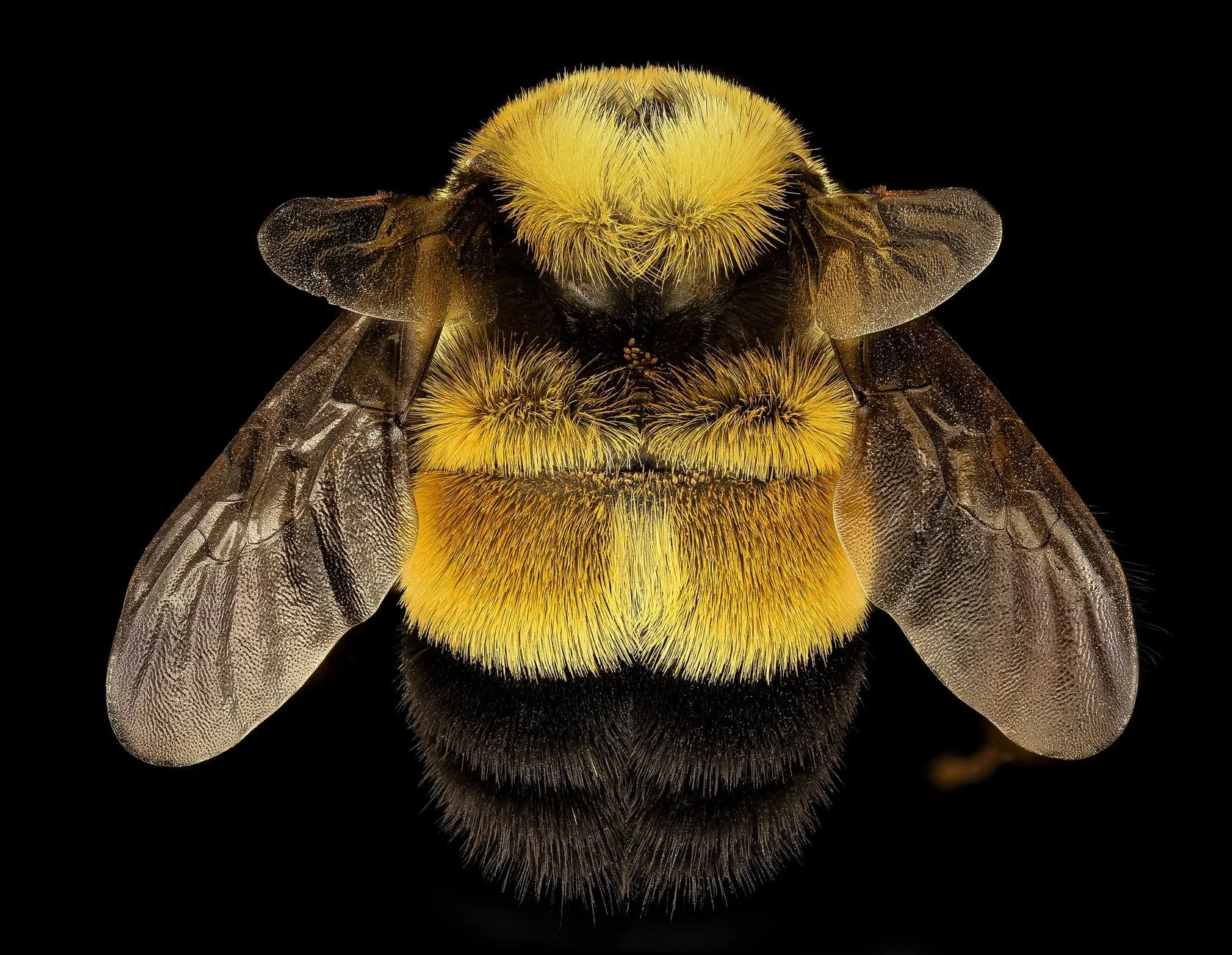 Neonicotinoids: A Pesticide's Major Effect on Bees Is Surprising Scientists