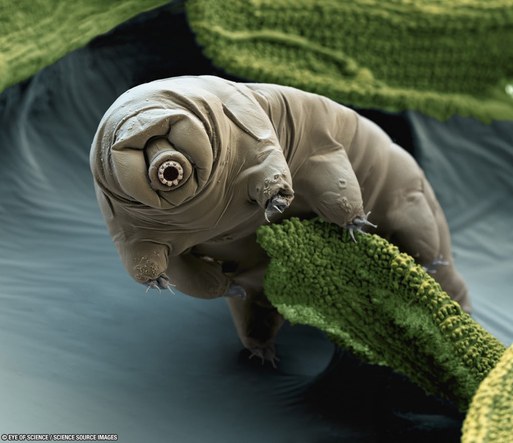Tardigrade Survival After Moon Crash Stokes Debate About Space Colonization