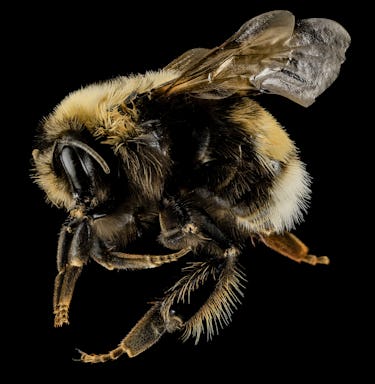 Here Are the Most Beautiful Macro Pictures of Bees You've Ever Seen