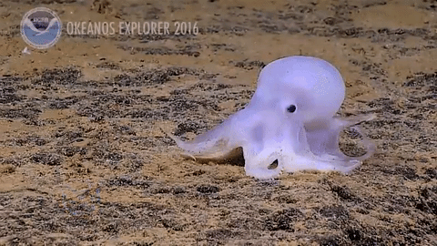 Scientists Discover This Cute Octopus Lives in Deeper Waters Than We ...