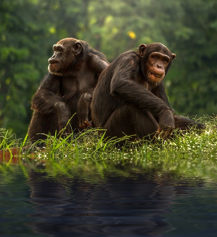 Primate Study Shows Humans and Chimps Share Personality Traits