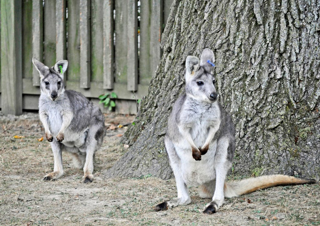 Why Mammals Chose Fur Over Feathers, According to Biology