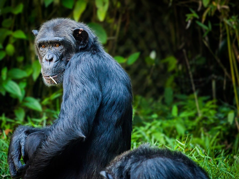 Primate Study Shows Humans and Chimps Share Personality Traits