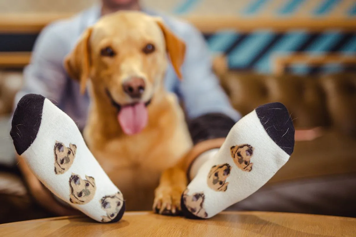 If You Want Your Pet's Face Printed on Your Socks, Today Is Your Lucky Day!