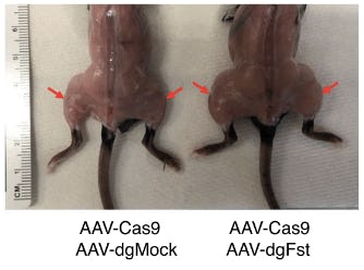 Salk Institute Geneticists Show How to Alter Diseased DNA