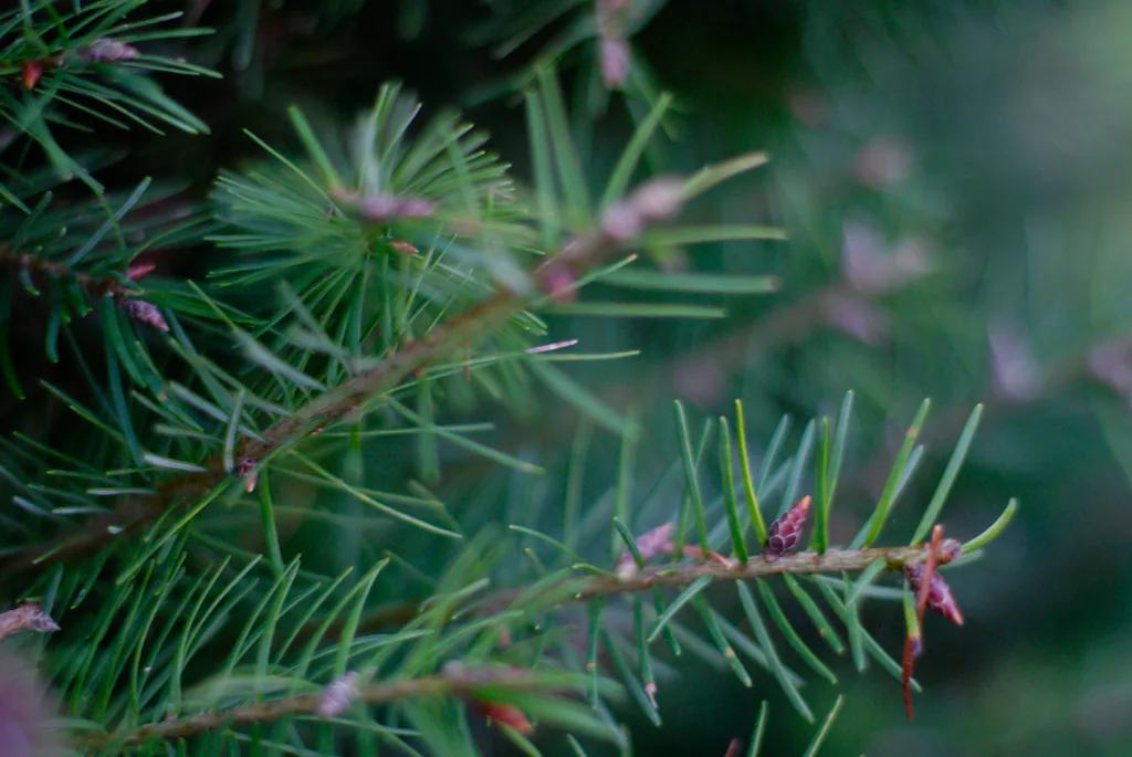 The Douglas Fir's Dominance and the Pointlessness of Wild Christmas Trees