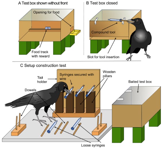 Crows Join Apes and Humans as Animals That Can Make Compound Tools