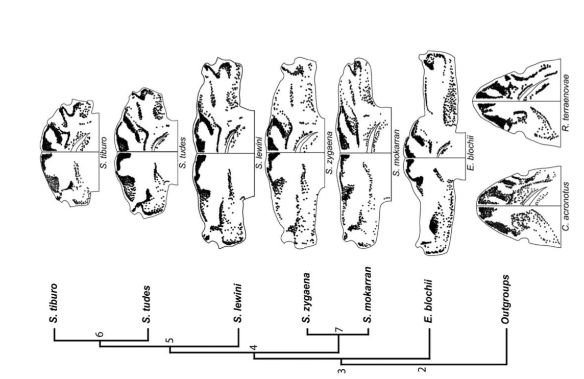 CT Scan of Hammerhead Shark on Reddit Resembles Benedict Cumberbatch