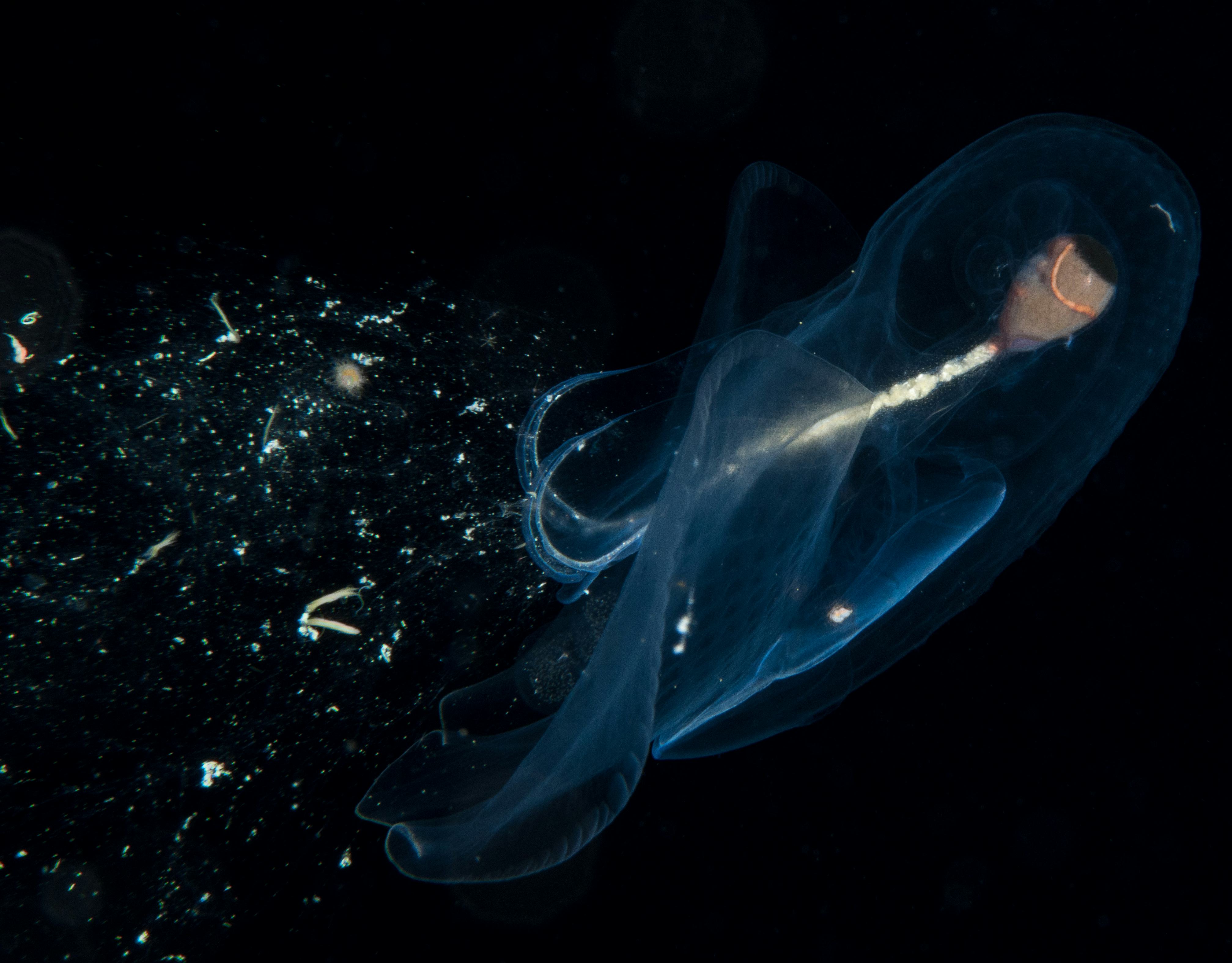 Underwater Video Shows How Sea Creature Use Nets of Snot to Eat