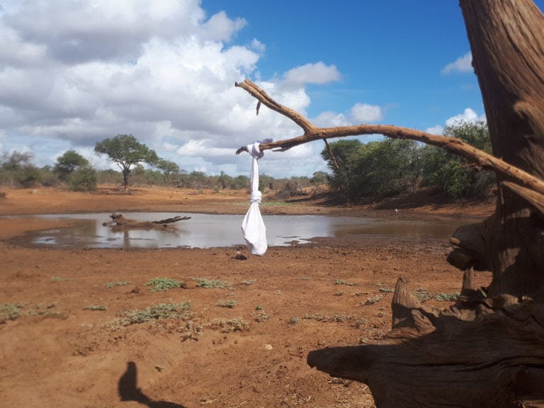 Elephant Deterrent Made From Bee Pheromones Could Give Farmers a Boost