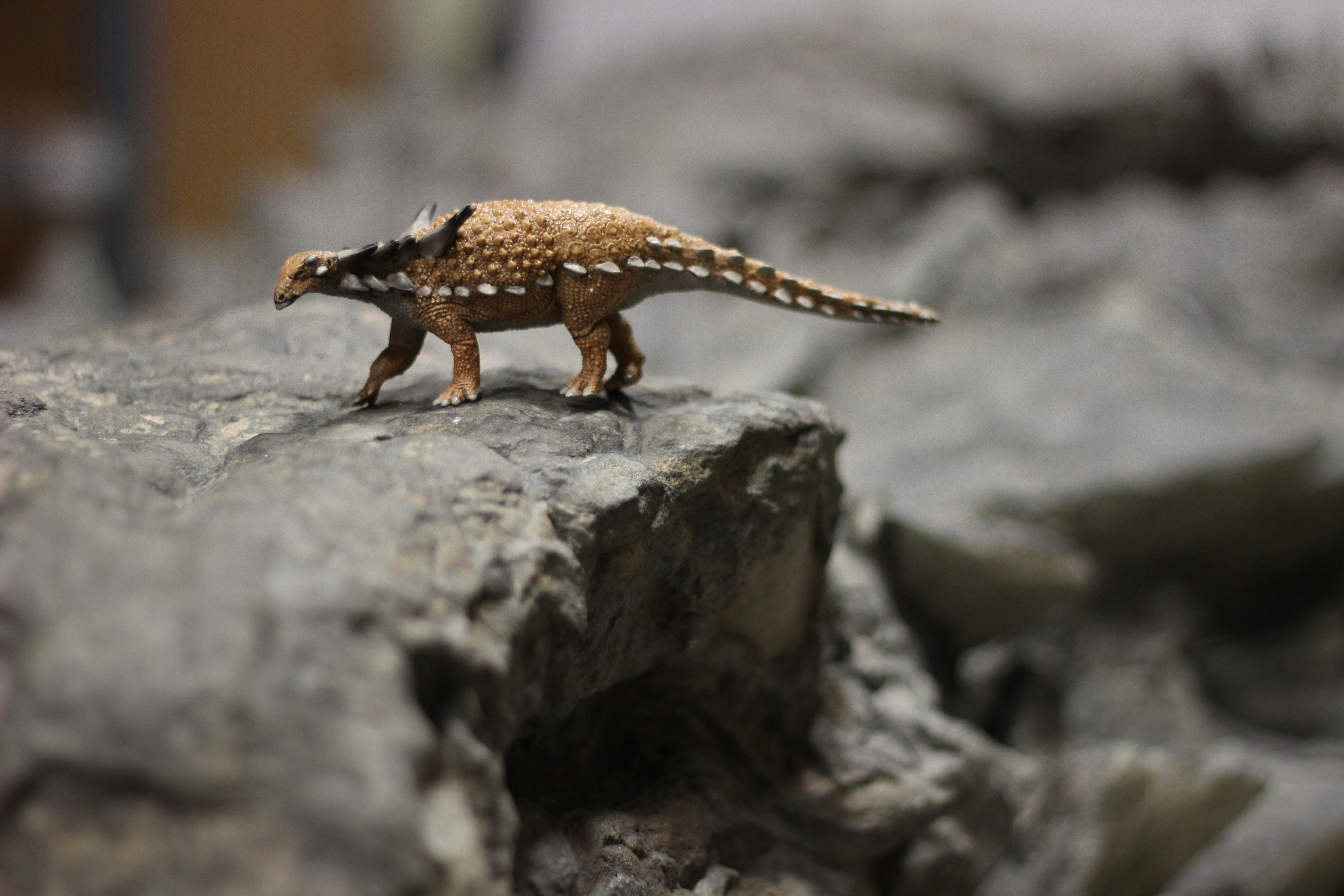 How Alberta's Famous Nodosaur Became So Exquisitely Preserved