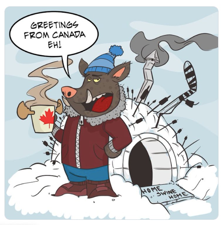 Pigloos help wild pigs thrive in the cold, defying scientists' expectations