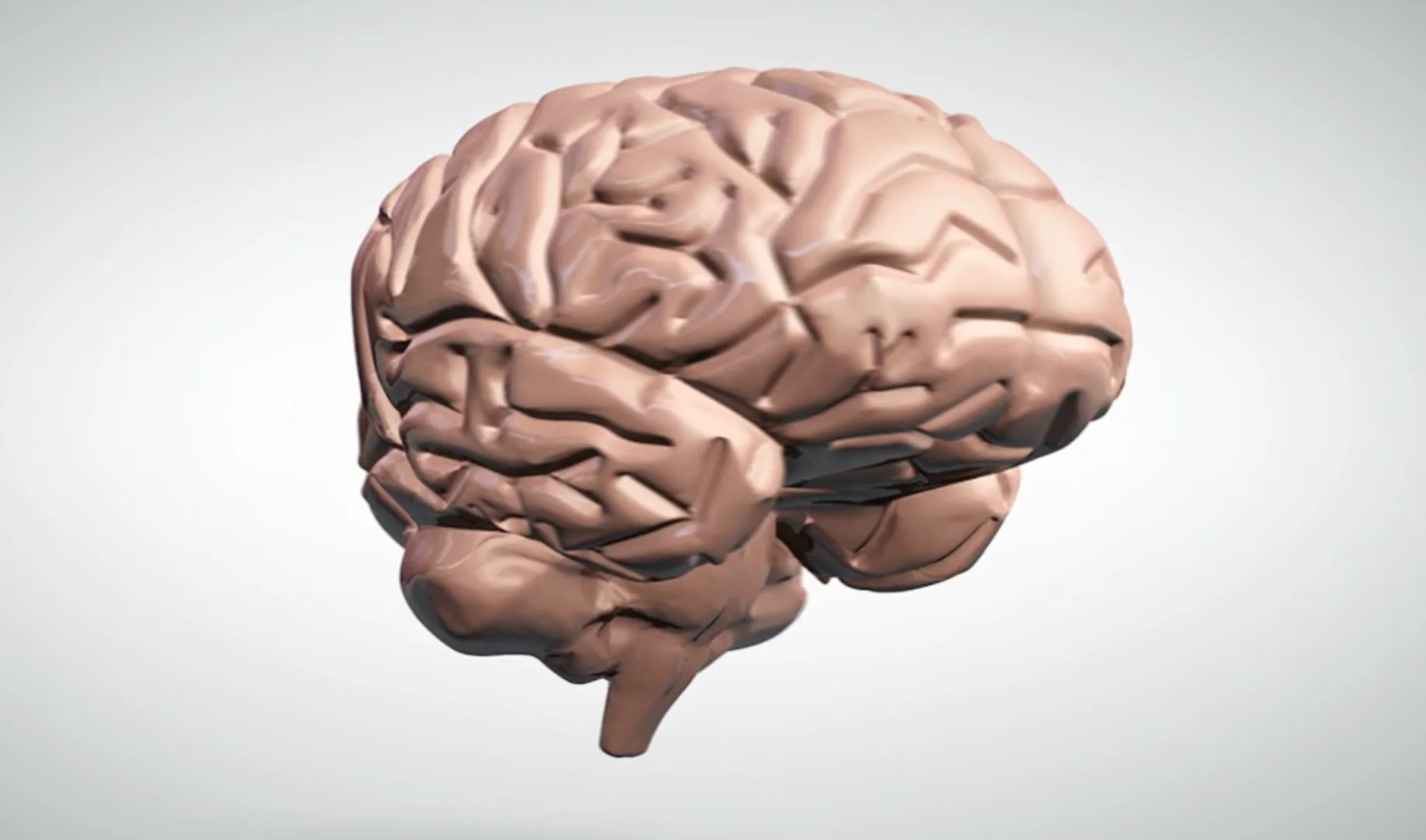 Video Shows How Sexual Maturity, Lifespan, Depends on Brain More Than Body
