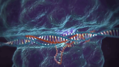 Salk Institute Geneticists Show How to Alter Diseased DNA