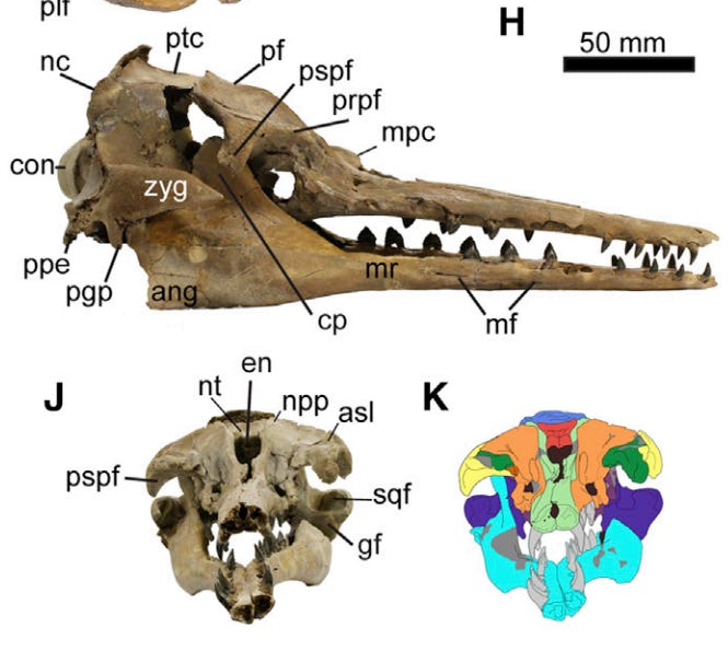 Ancient Whale Species 'Echovenator' Had Ultrasonic Hearing and Used ...