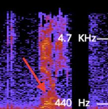 Laurel or Yanny: Linguist Explains Why It's Possible to Hear Both